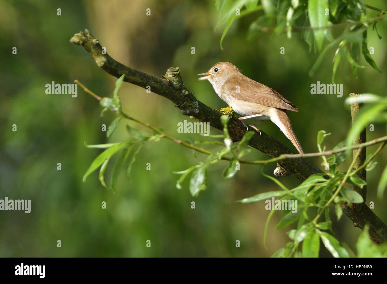 Common thrush hi-res stock photography and images - Alamy