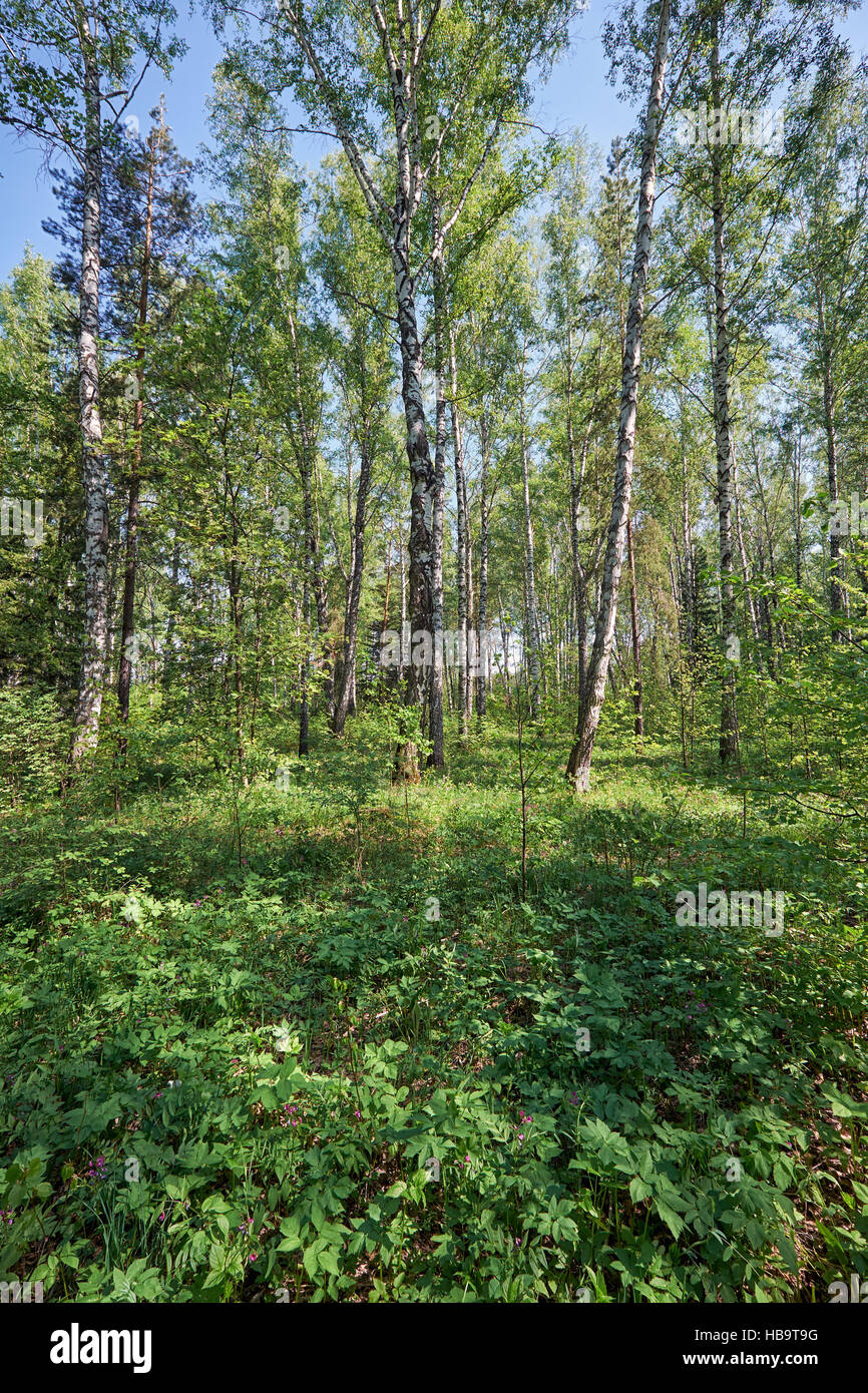 Birch forest at Spring time Stock Photo - Alamy