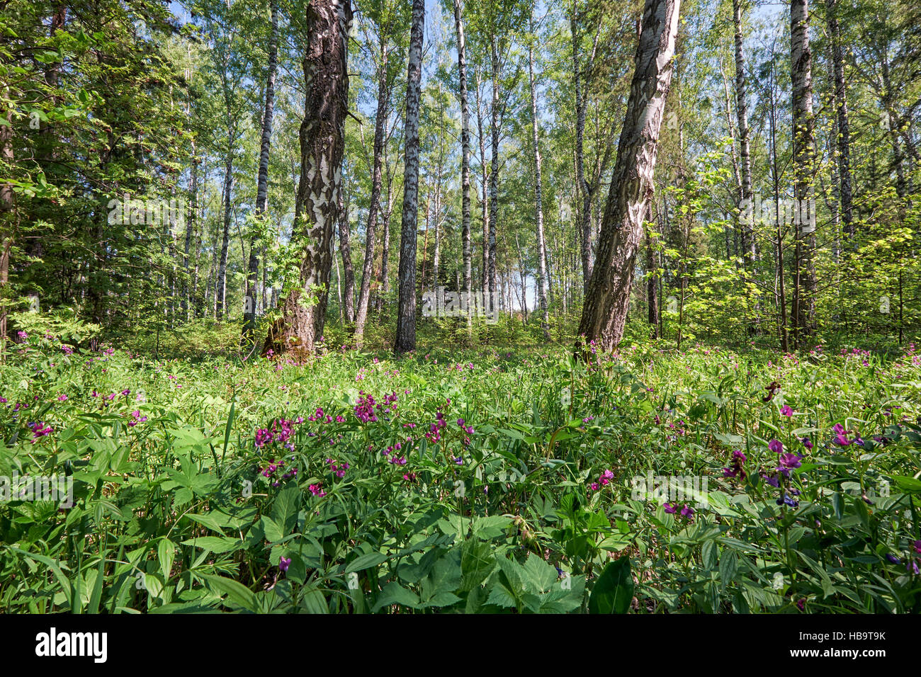 Birch forest at Spring time Stock Photo - Alamy