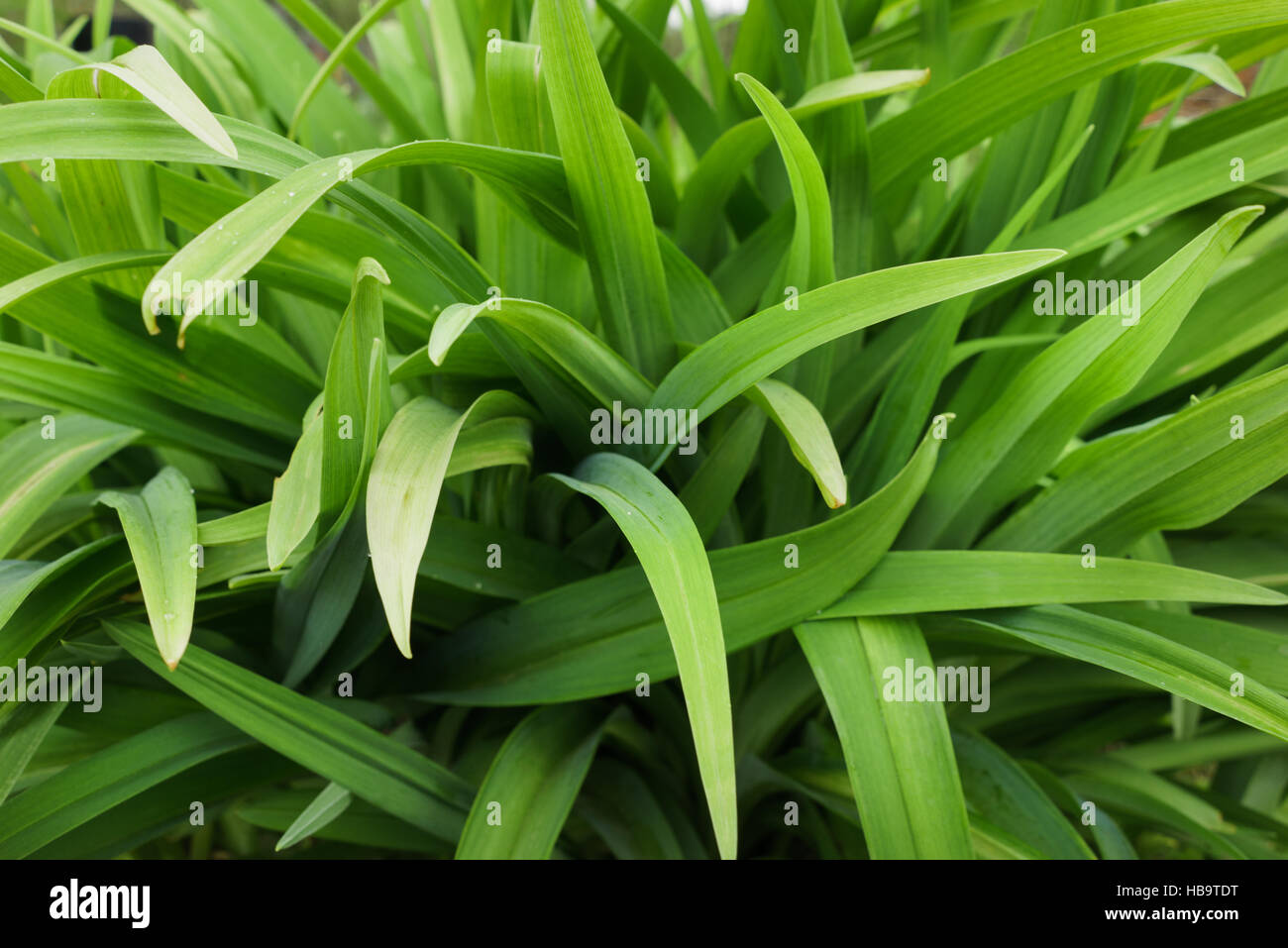 Long leaves of flowers Stock Photo - Alamy
