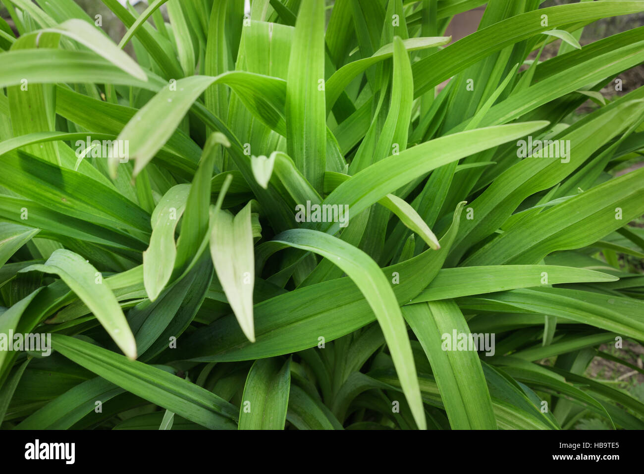 Long leaves of flowers Stock Photo - Alamy