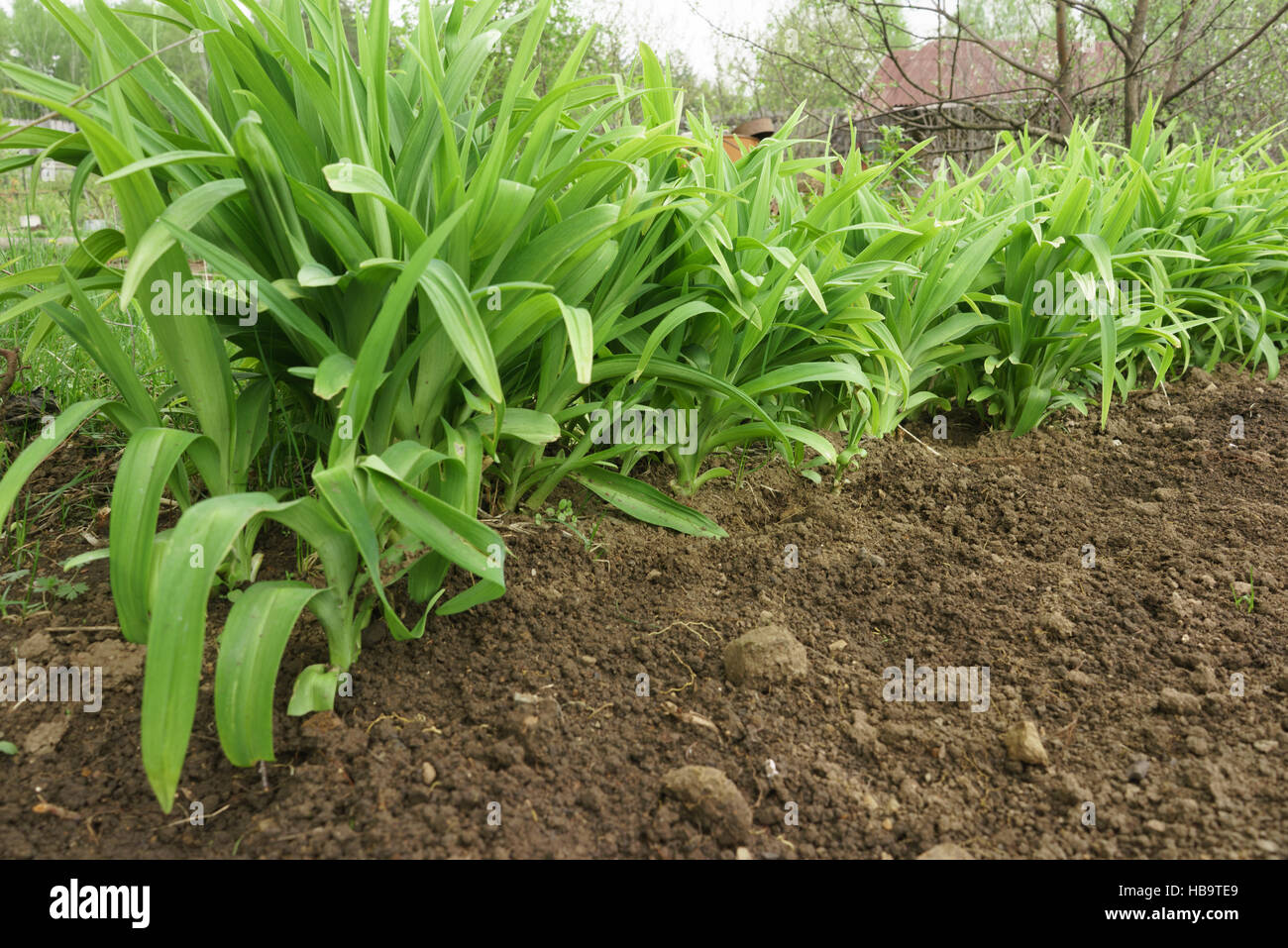 Long leaves hi-res stock photography and images - Alamy