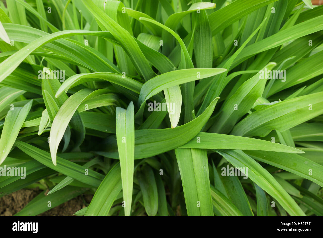 Leaves have long stalks hi-res stock photography and images - Alamy