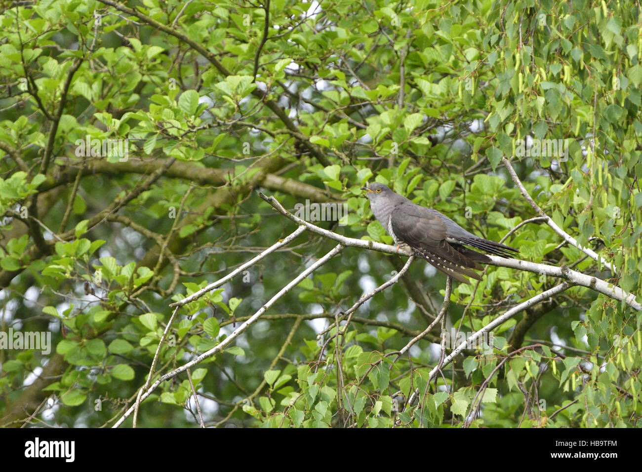 Common cuckoo hi-res stock photography and images - Alamy