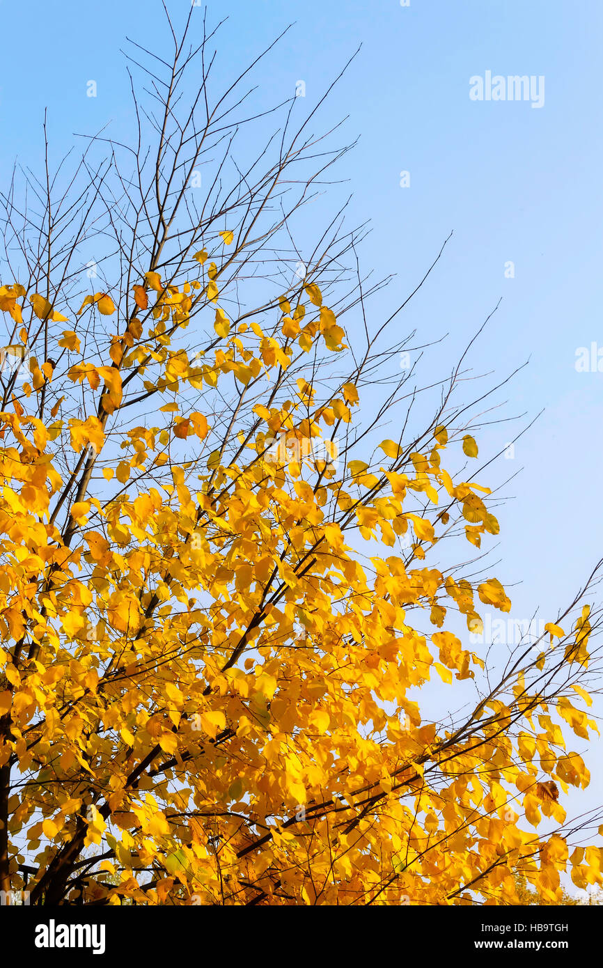 Beautiful autumn tree on background hi-res stock photography and images ...