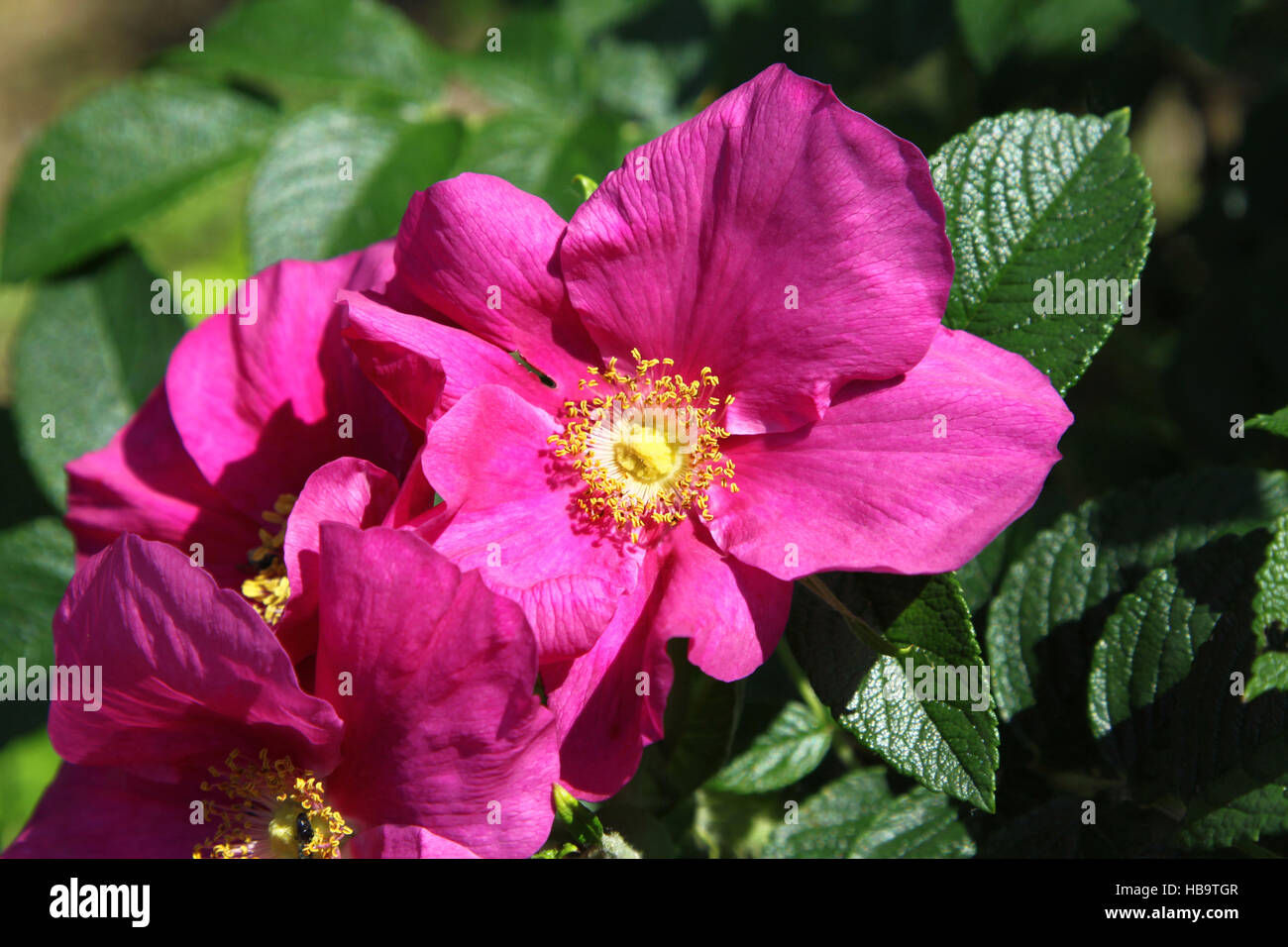 Briar roses hi-res stock photography and images - Alamy