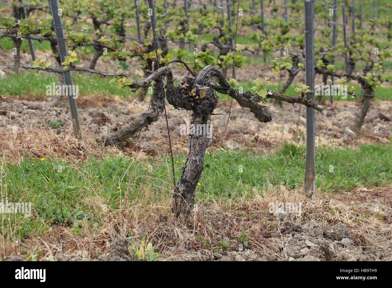 Grape vine in spring Stock Photo - Alamy