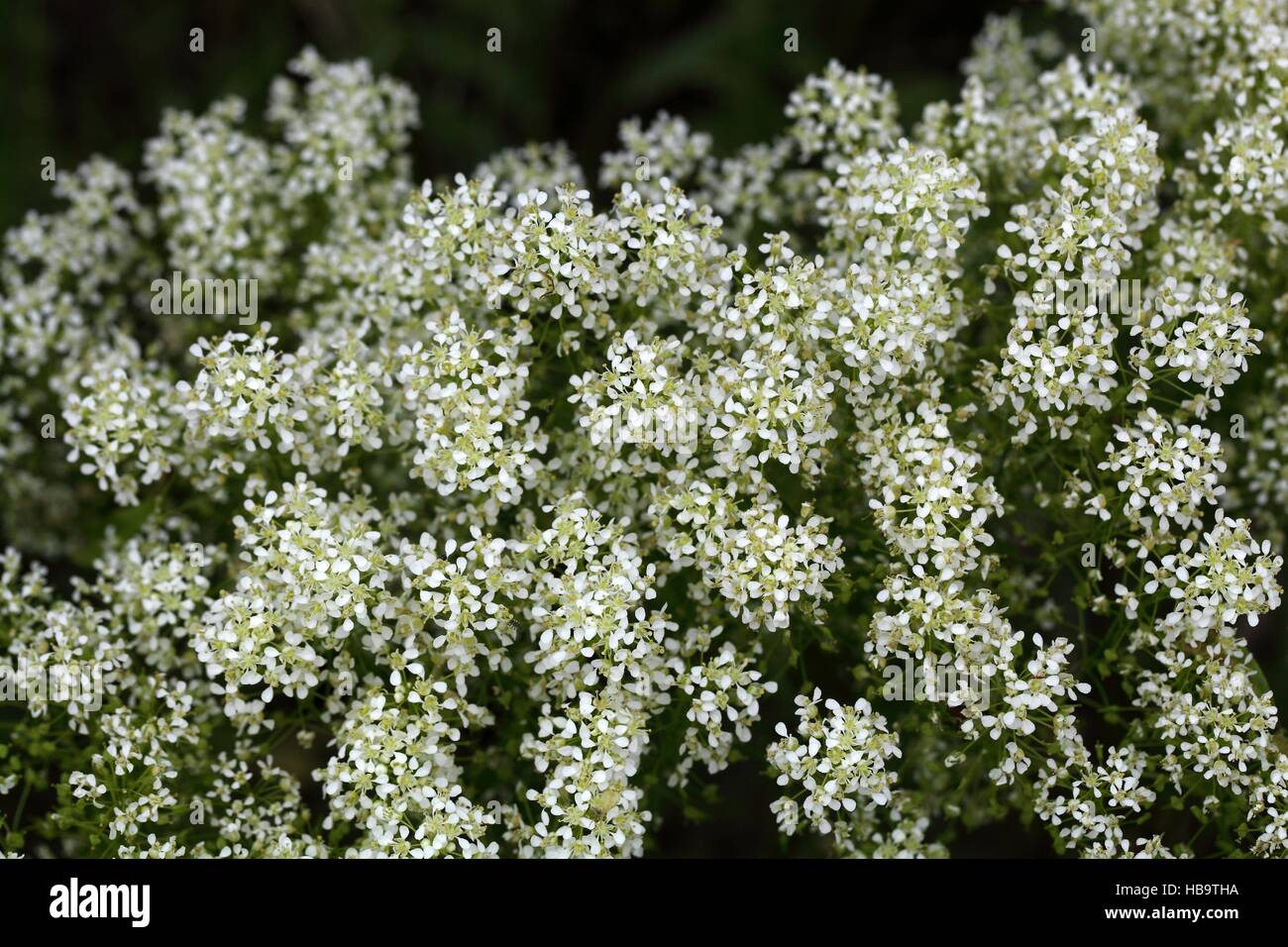 Common cress hi-res stock photography and images - Alamy