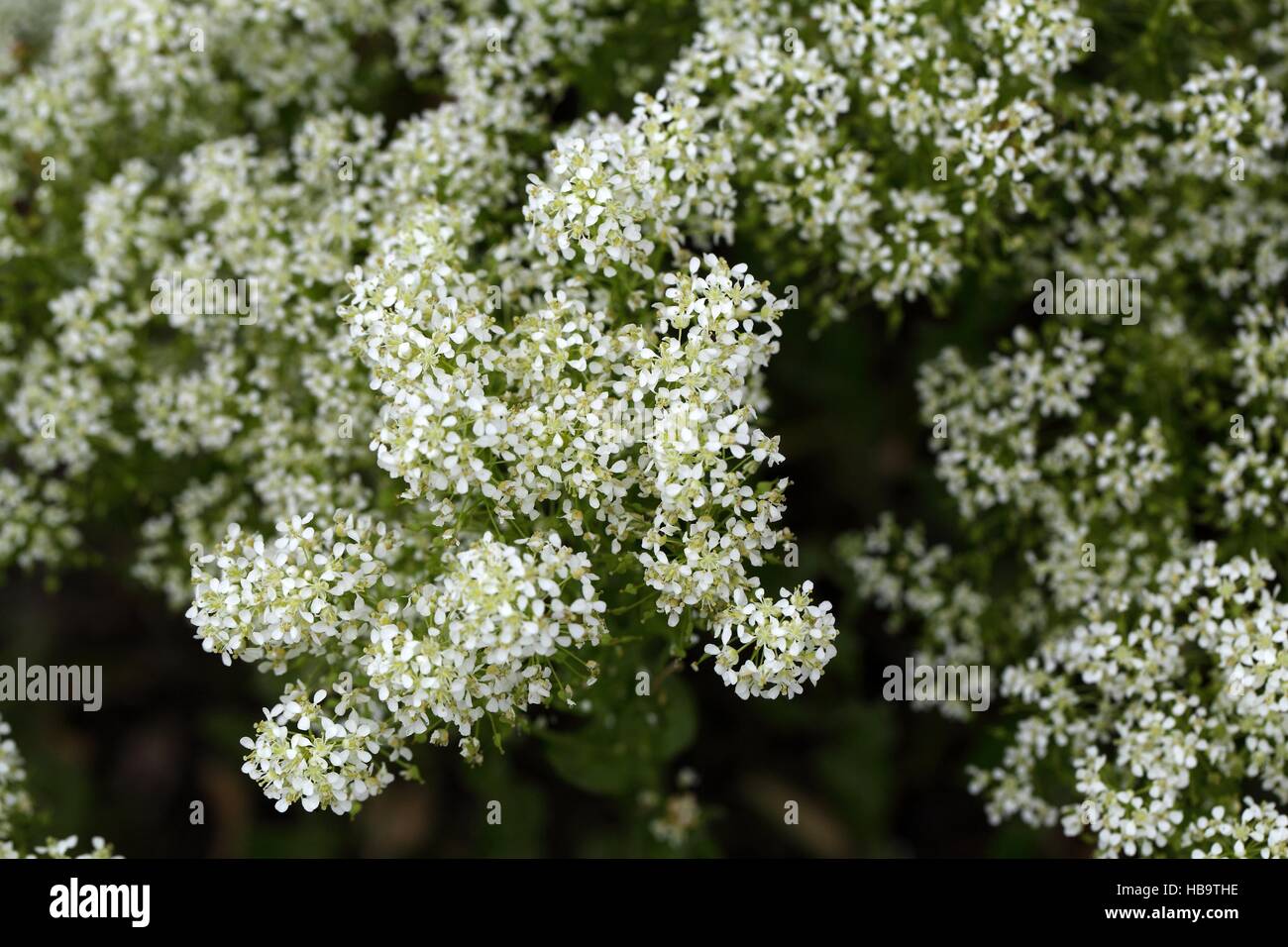 Hoary cress hi-res stock photography and images - Alamy