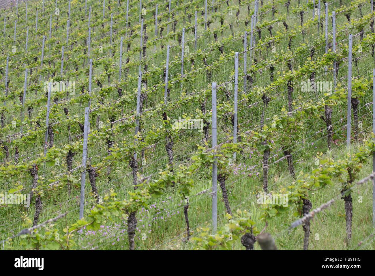 Grape vine in spring Stock Photo - Alamy