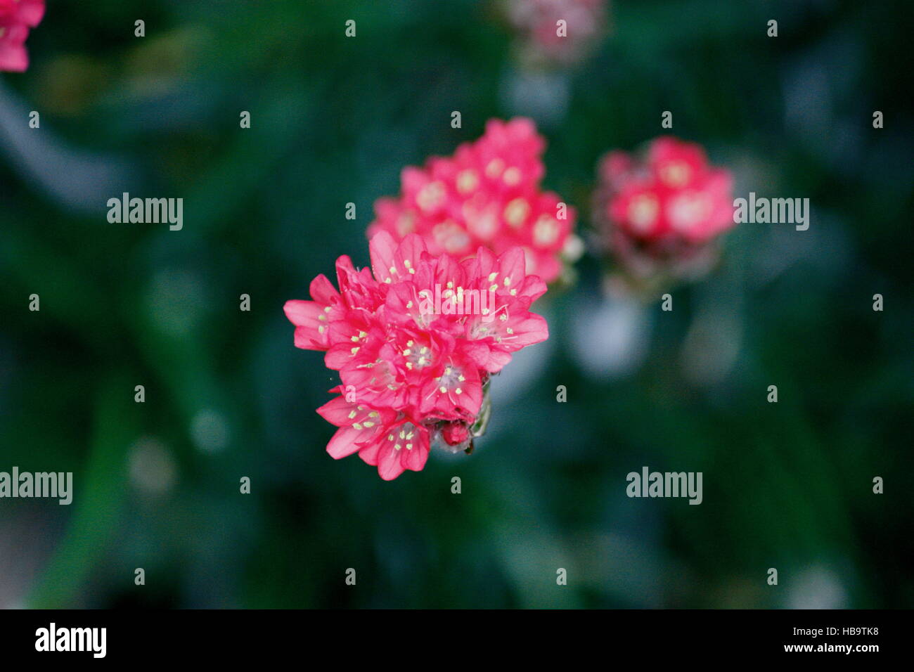 small red flower Stock Photo - Alamy