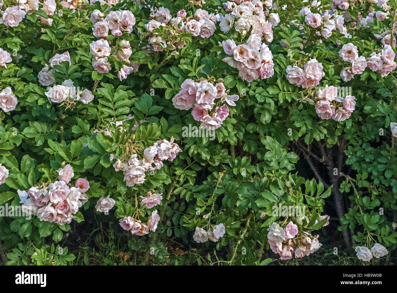 Canker flower hi-res stock photography and images - Alamy