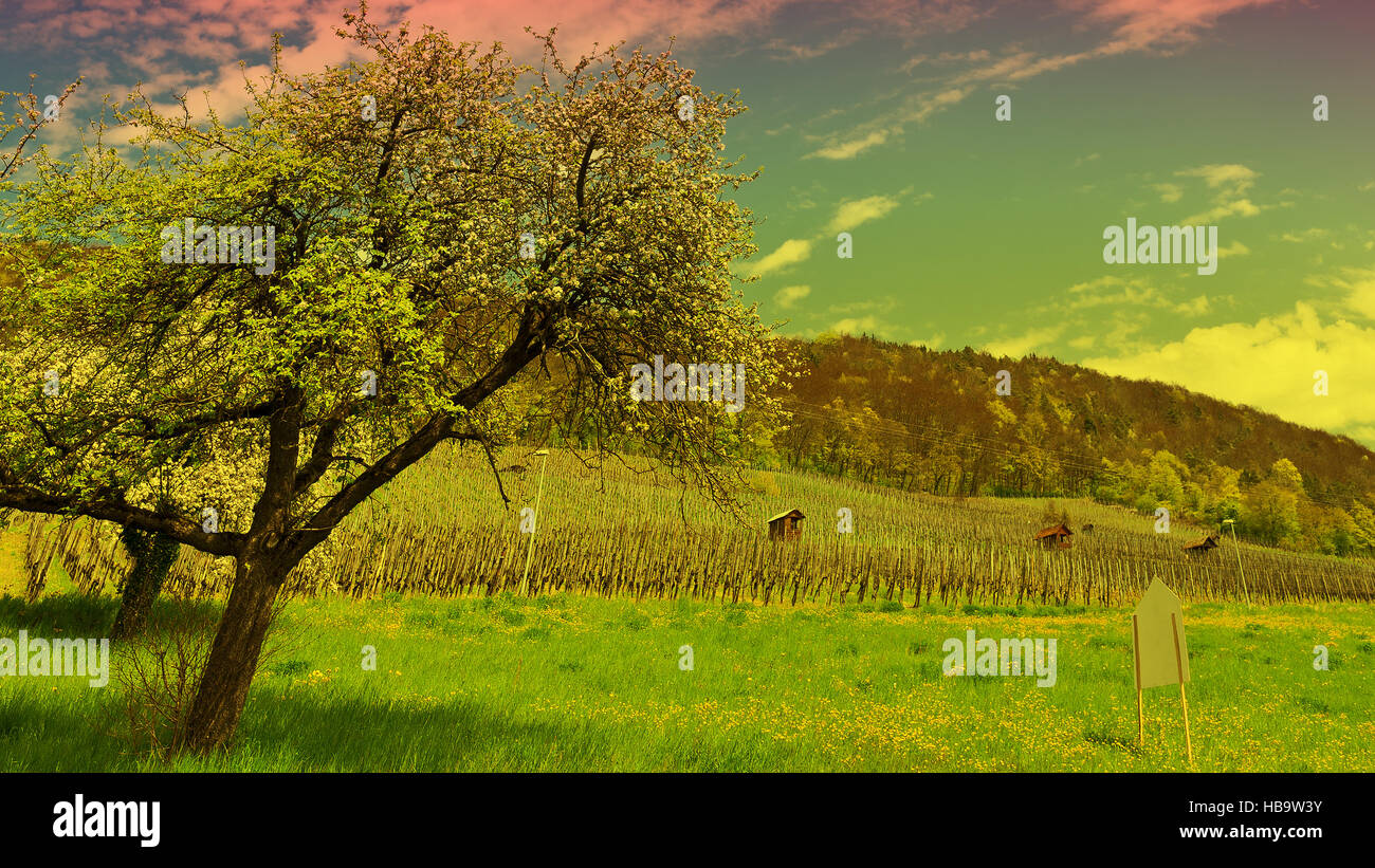 Flowering Tree and Vineyard Stock Photo - Alamy