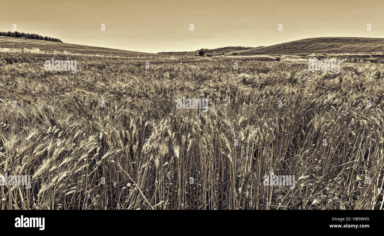 Black and white wheat fields hi-res stock photography and images - Alamy