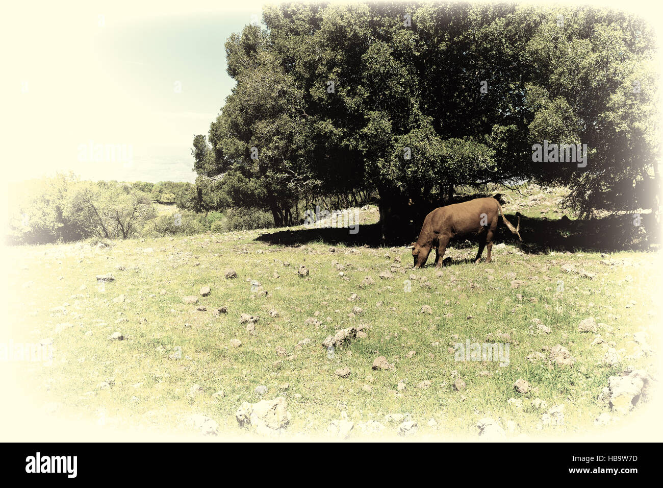 Holy cow israel hi-res stock photography and images - Alamy