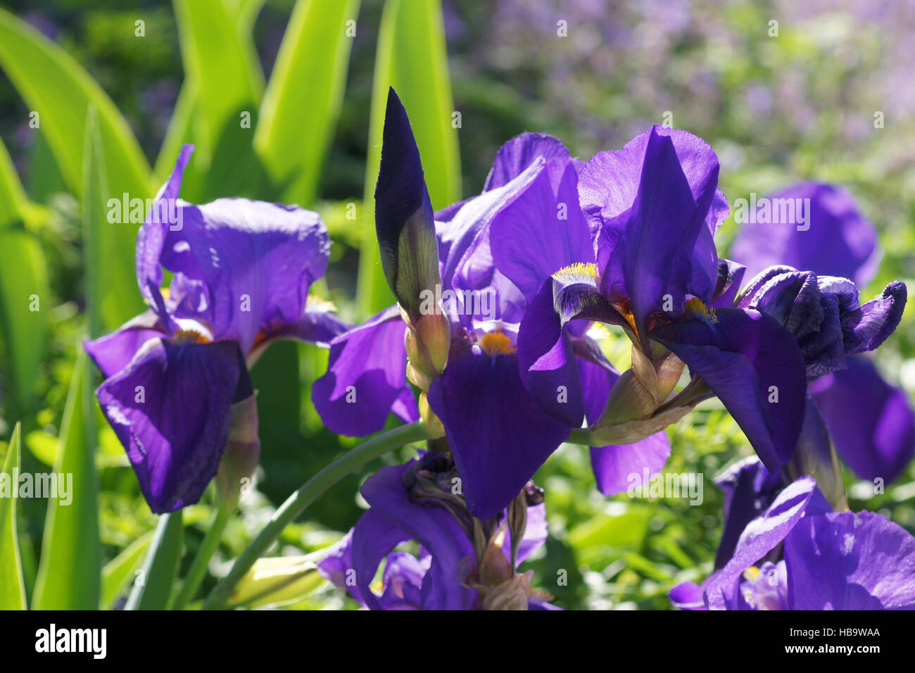 Iris germanica, Bearded iris Stock Photo - Alamy