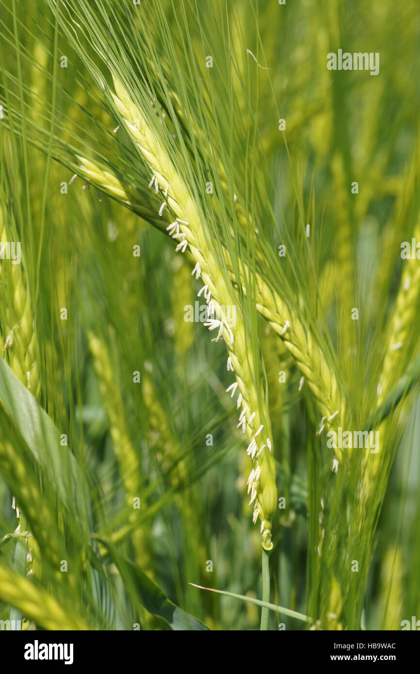 Hordeum vulgare, Barley, flowering Stock Photo - Alamy