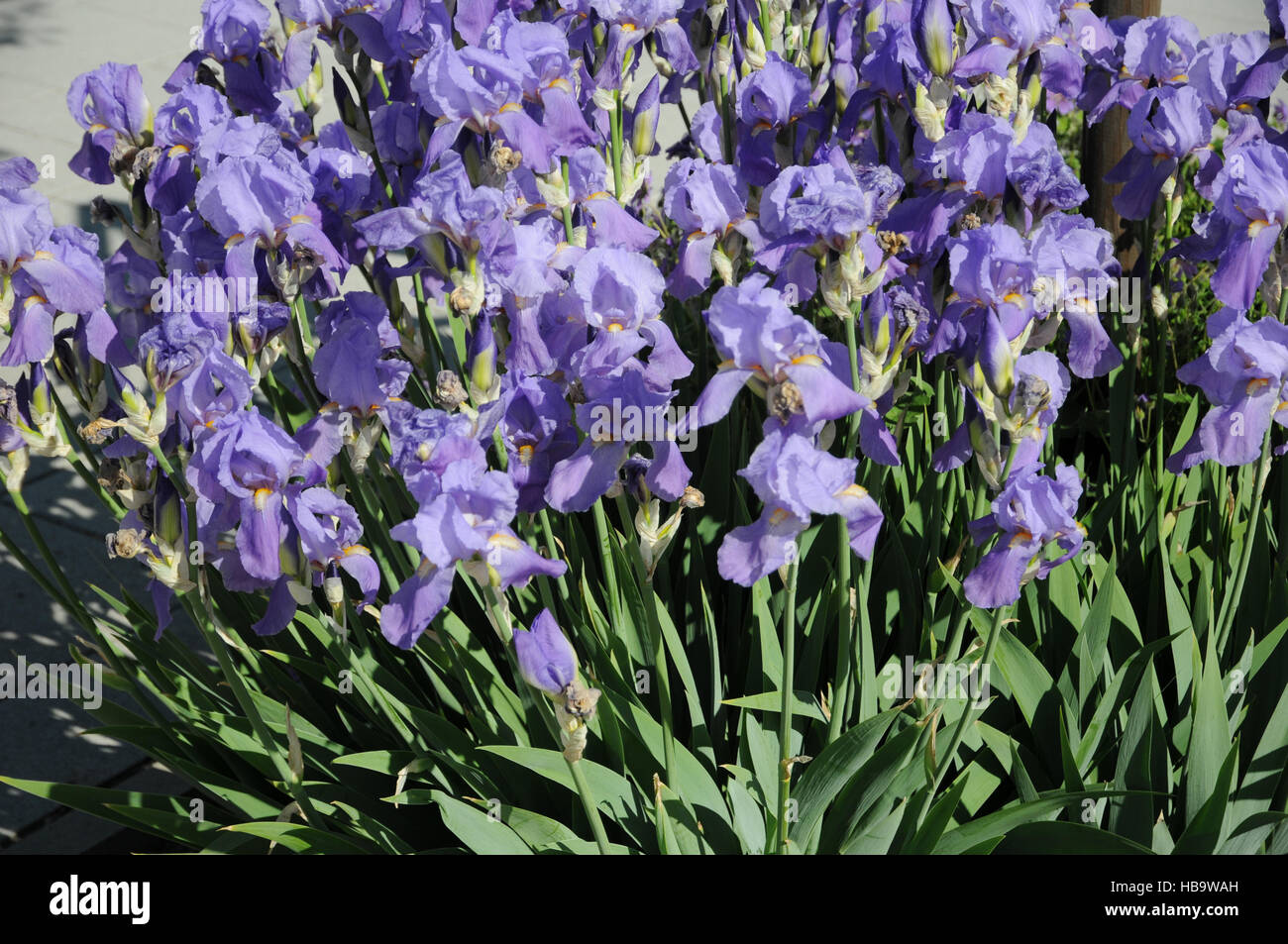 Iris germanica, Bearded iris Stock Photo - Alamy