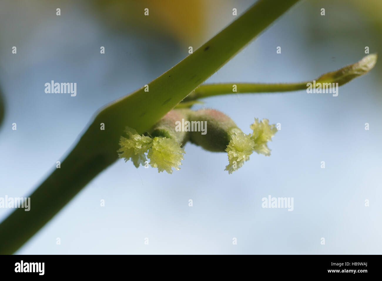 Juglans regia, Walnut, female flowers Stock Photo - Alamy