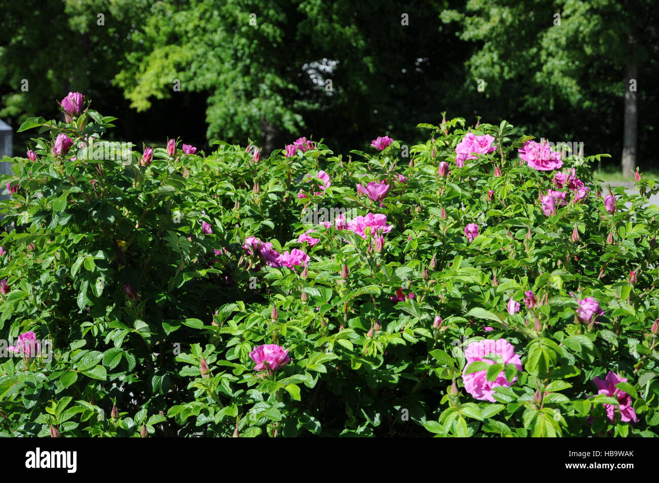 Rosa rugosa, Rugosa rose Stock Photo - Alamy