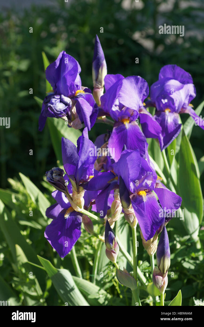 Iris germanica, Bearded iris Stock Photo - Alamy