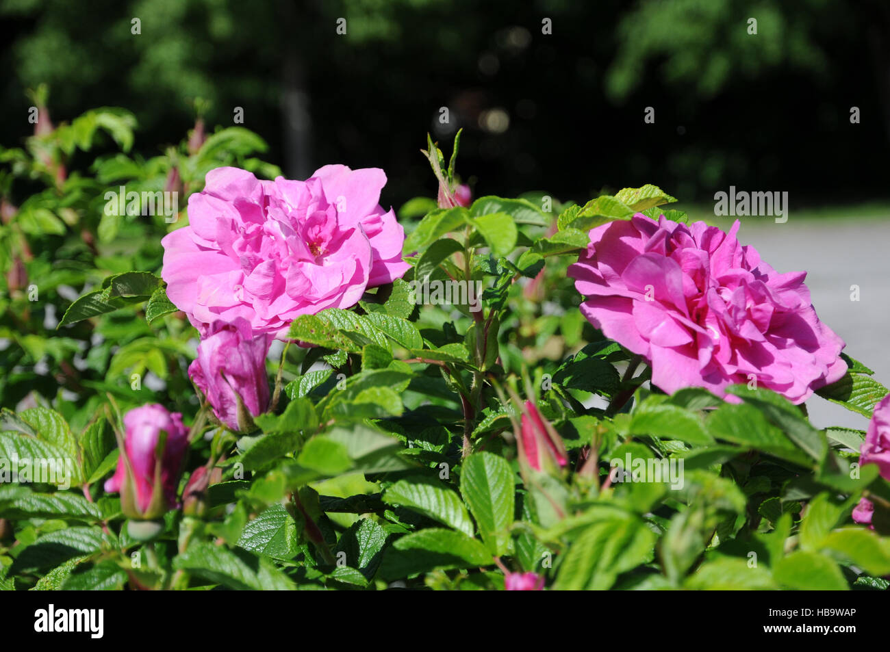 Rosa rugosa, Rugosa rose Stock Photo - Alamy