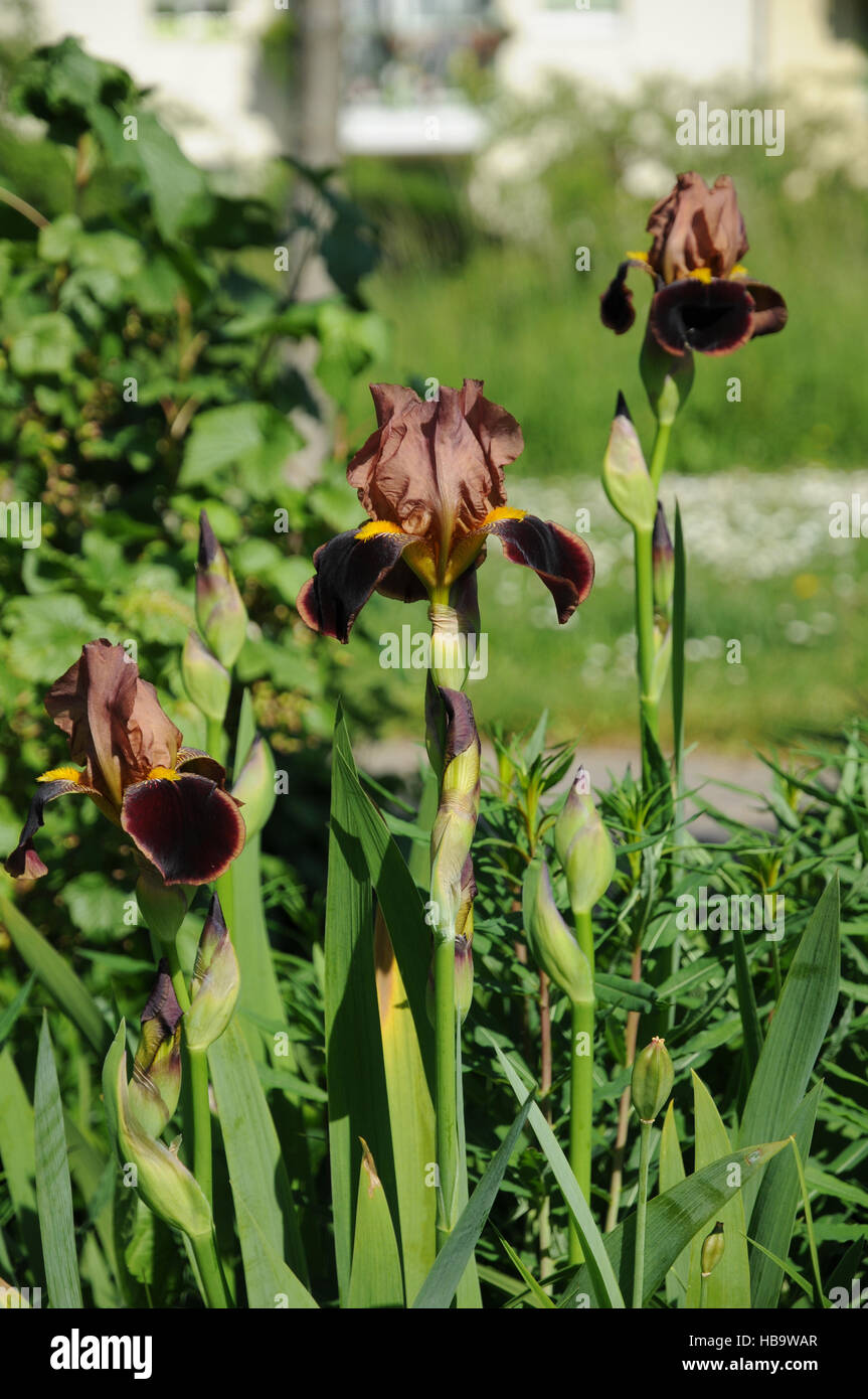 Iris germanica, Bearded iris Stock Photo - Alamy