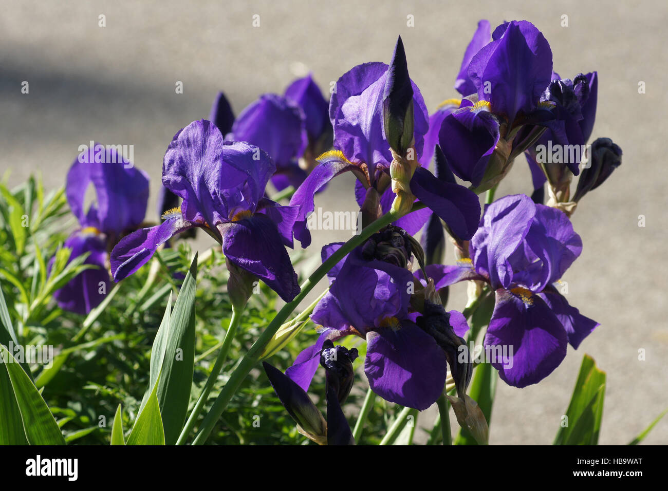 Iris germanica, Bearded iris Stock Photo - Alamy