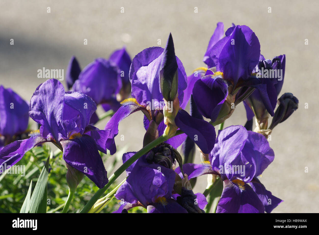 Iris germanica, Bearded iris Stock Photo - Alamy