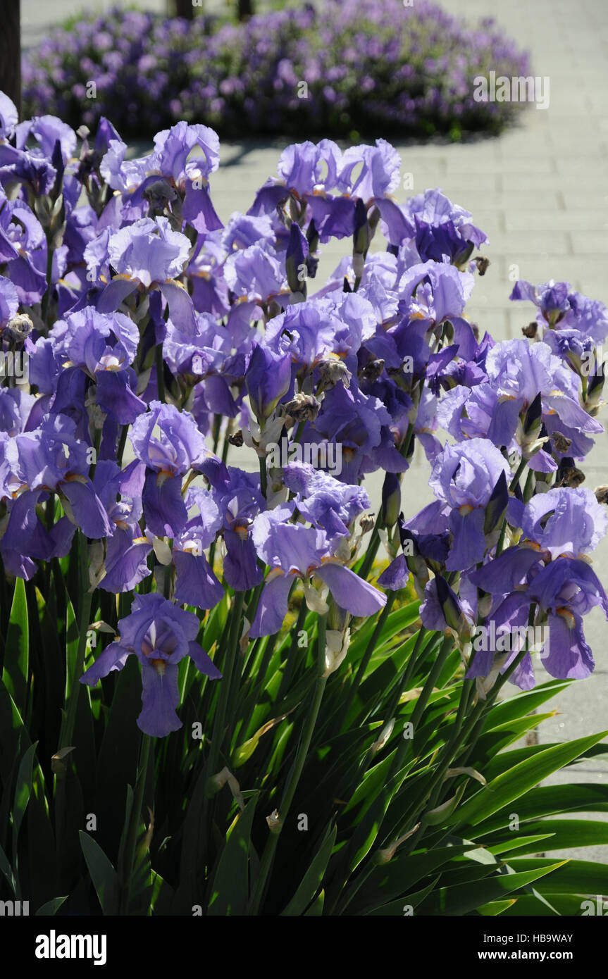 Iris germanica, Bearded iris Stock Photo - Alamy