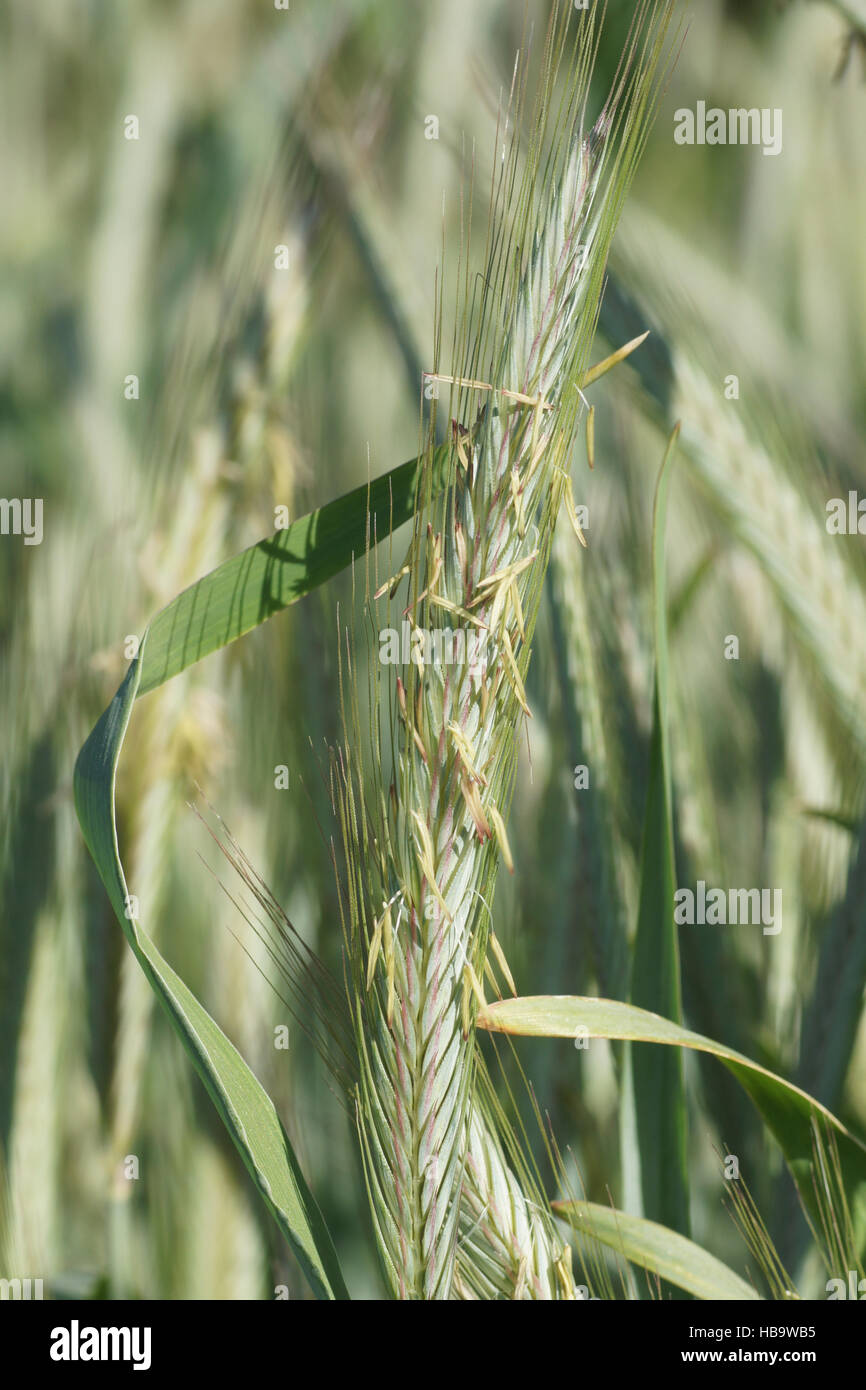 Secale cereale, Rye, flowering Stock Photo - Alamy