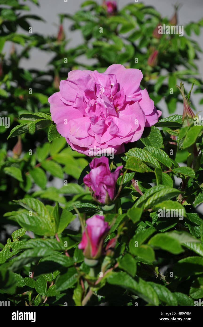 Rosa rugosa, Rugosa rose Stock Photo - Alamy