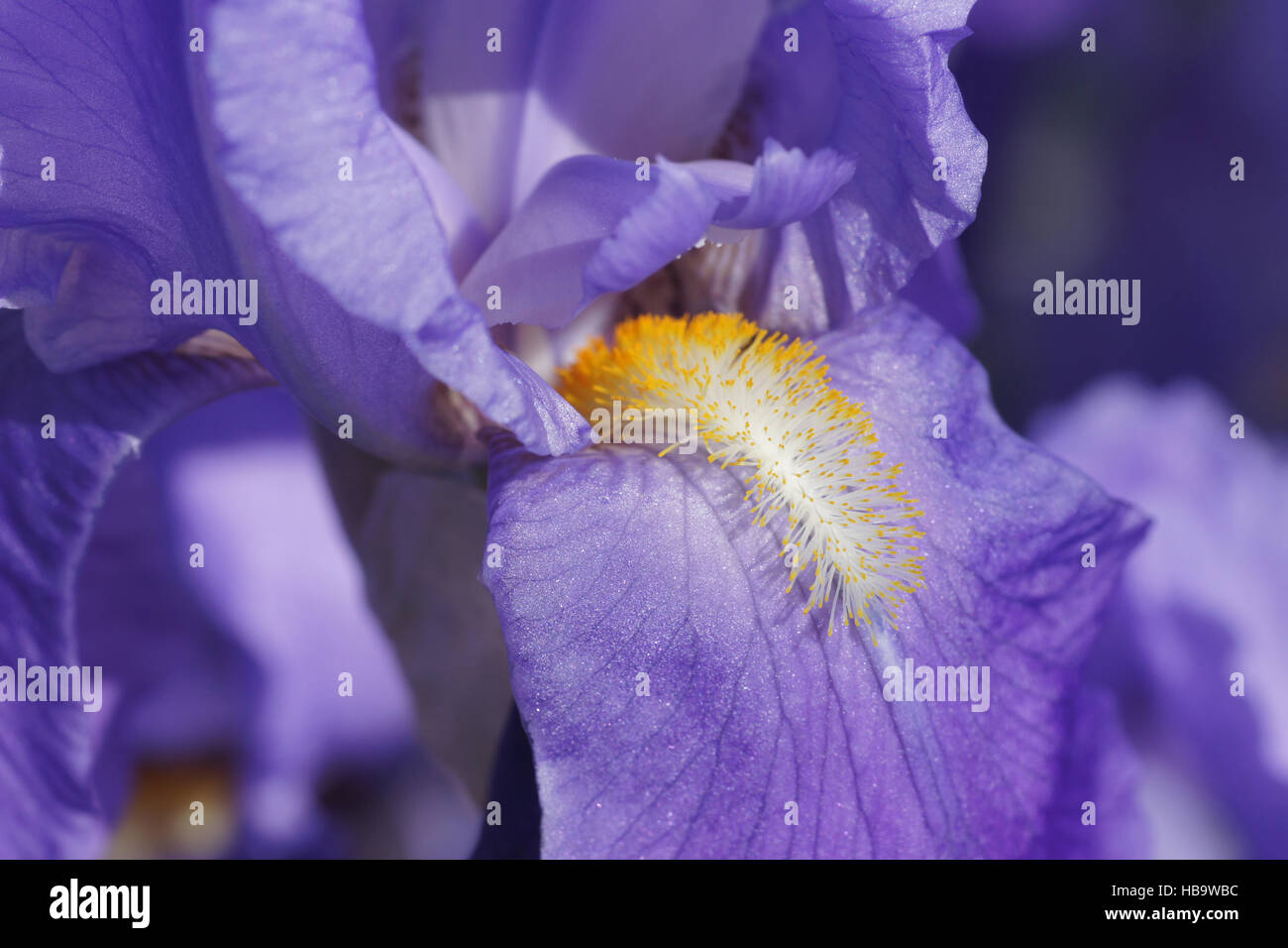 Iris germanica, Bearded iris Stock Photo - Alamy