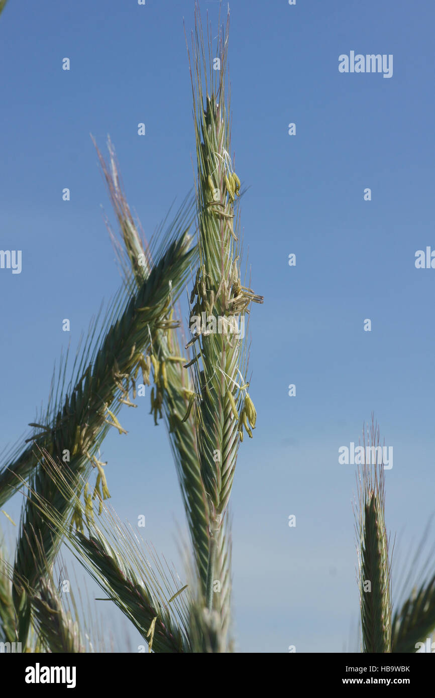 Secale cereale, Rye, flowering Stock Photo - Alamy