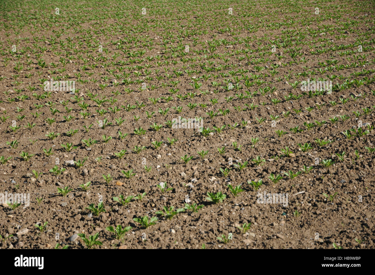 Beta vulgaris, Sugar beet, seeds Stock Photo - Alamy