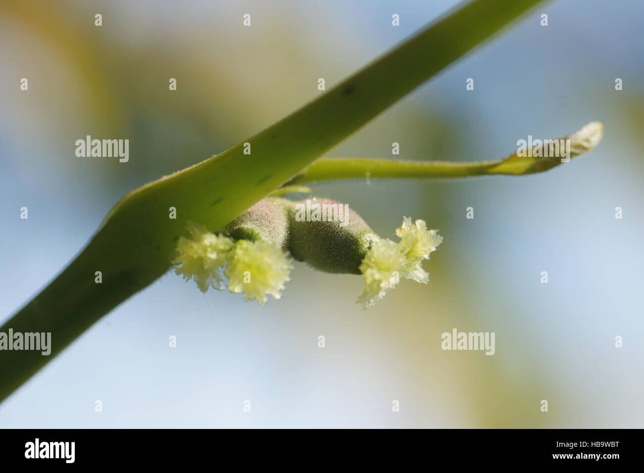 Juglans regia, Walnut, female flowers Stock Photo - Alamy