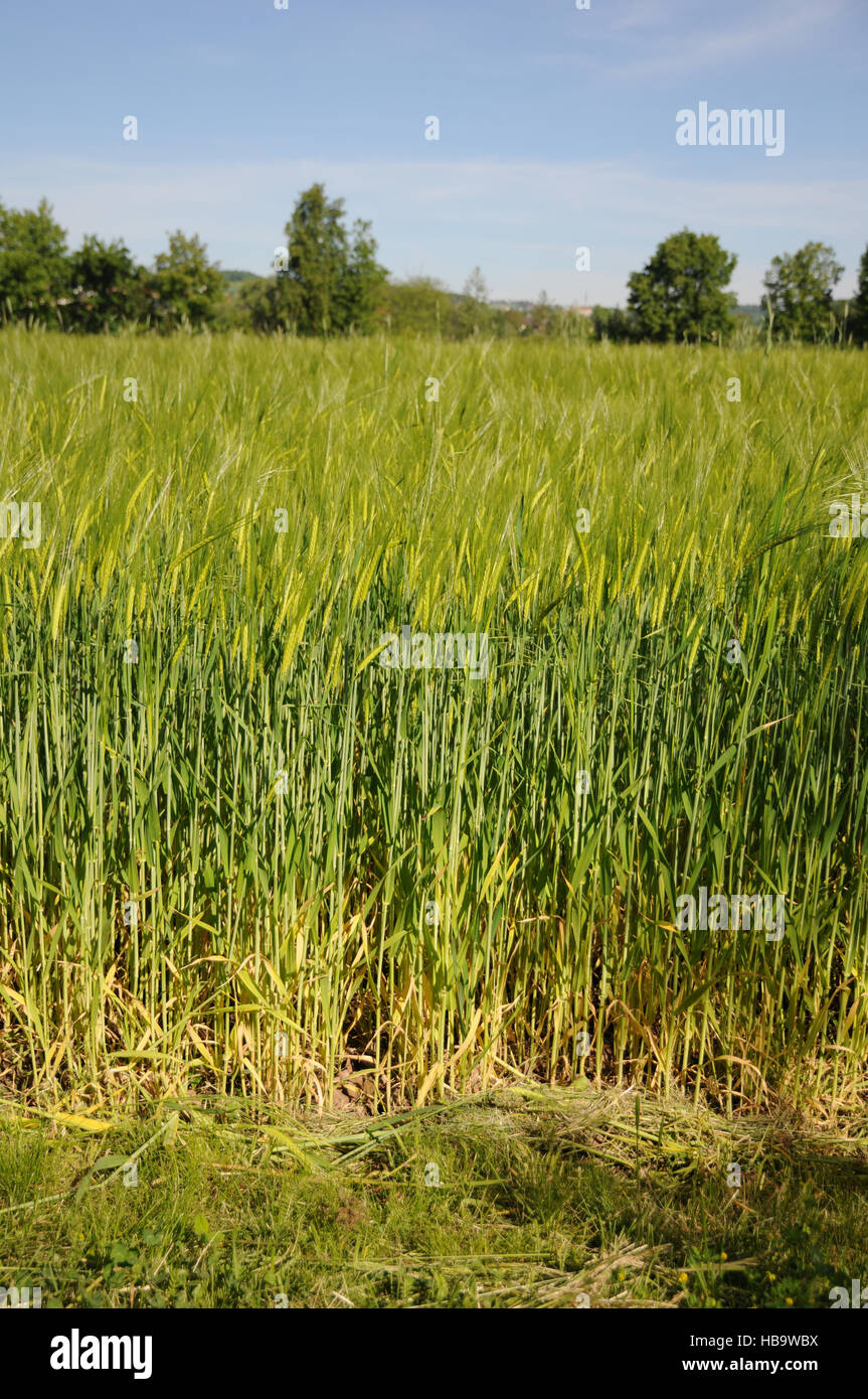 Hordeum vulgare, Barley, flowering Stock Photo - Alamy