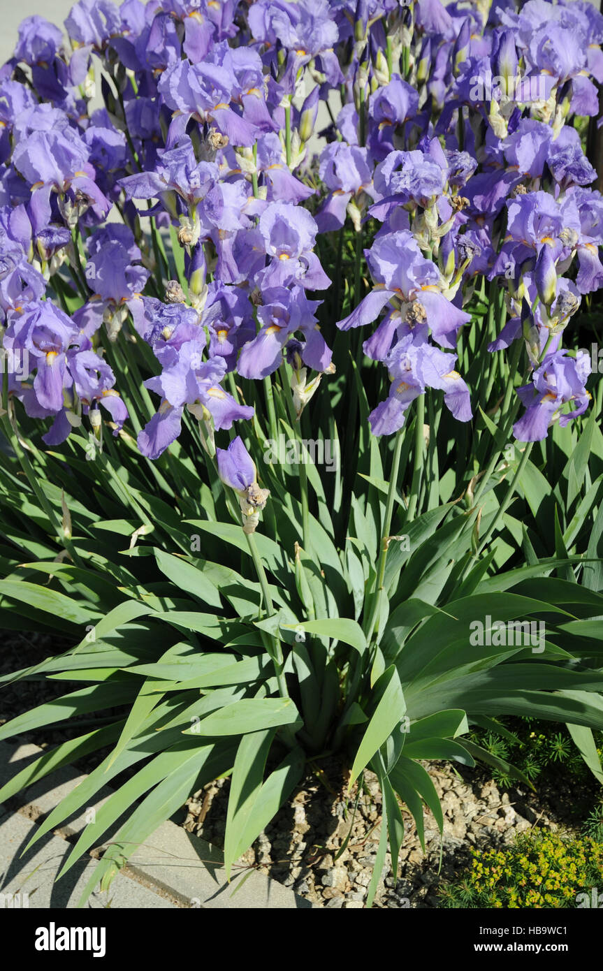 Iris germanica, Bearded iris Stock Photo - Alamy