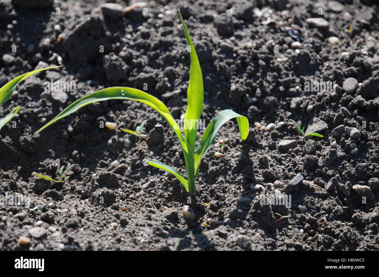 Zea mays, Maize, seedlings Stock Photo - Alamy