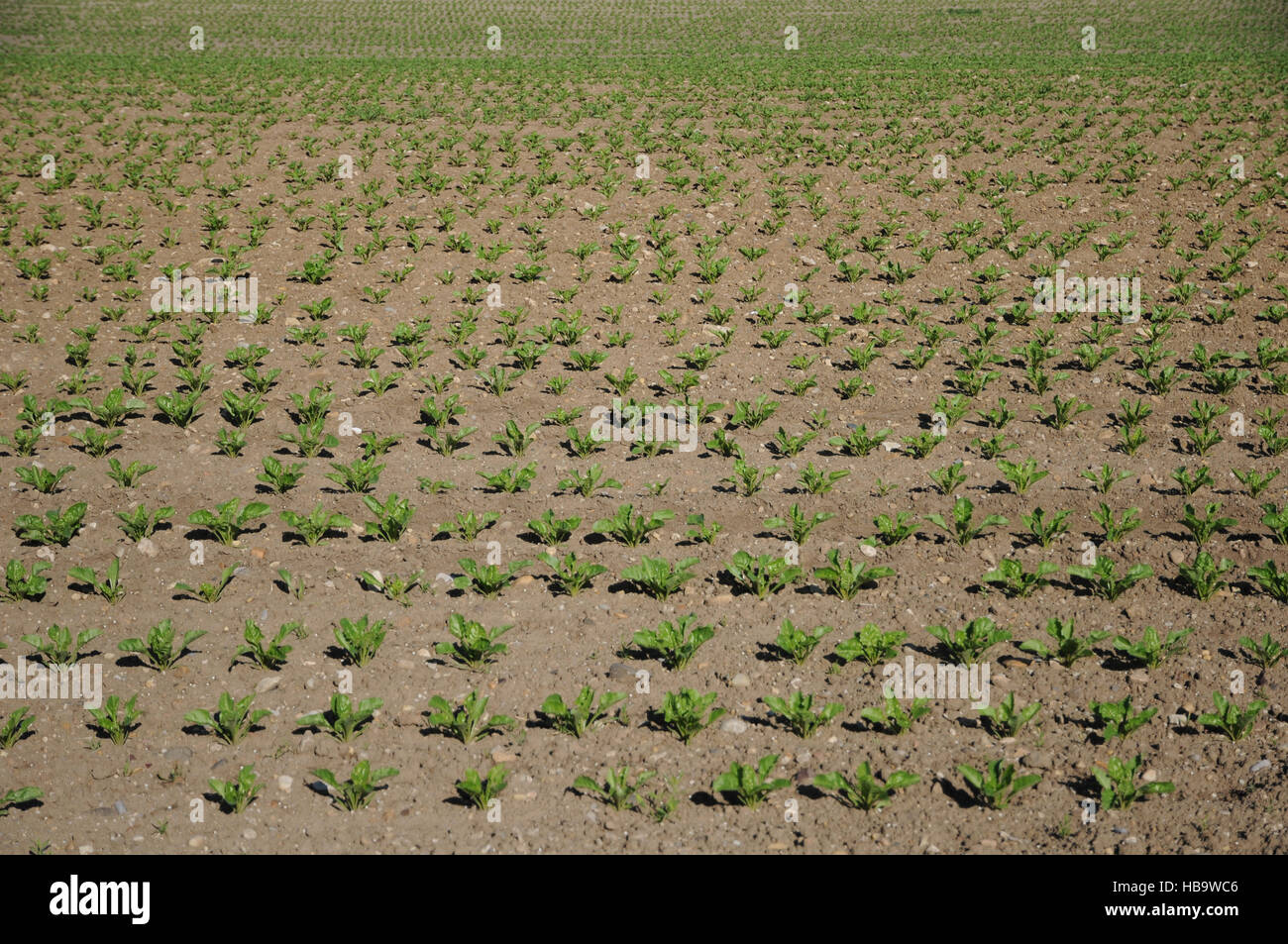Beta vulgaris, Sugar beet, seeds Stock Photo - Alamy