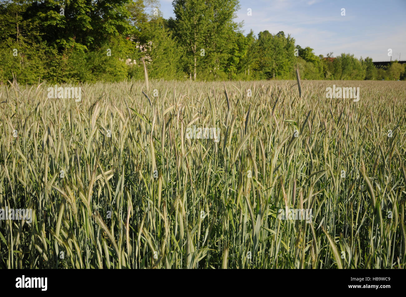 Secale cereale, Rye, flowering Stock Photo - Alamy