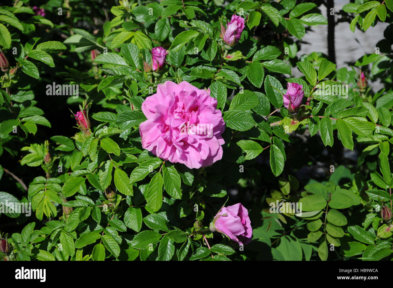 Rosa rugosa, Rugosa rose Stock Photo - Alamy