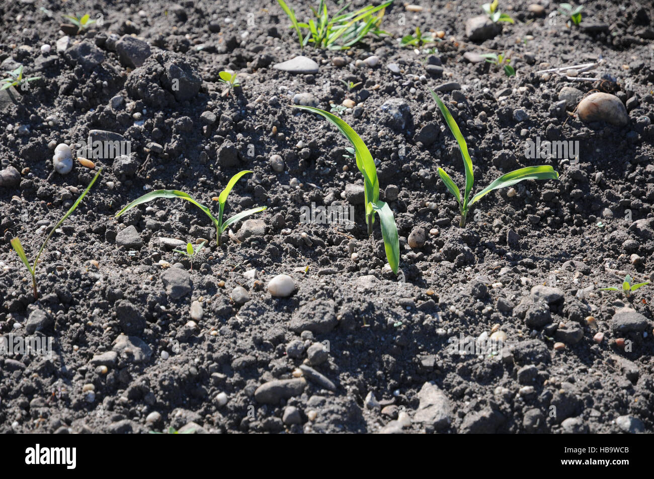 Zea mays, Maize, seedlings Stock Photo - Alamy
