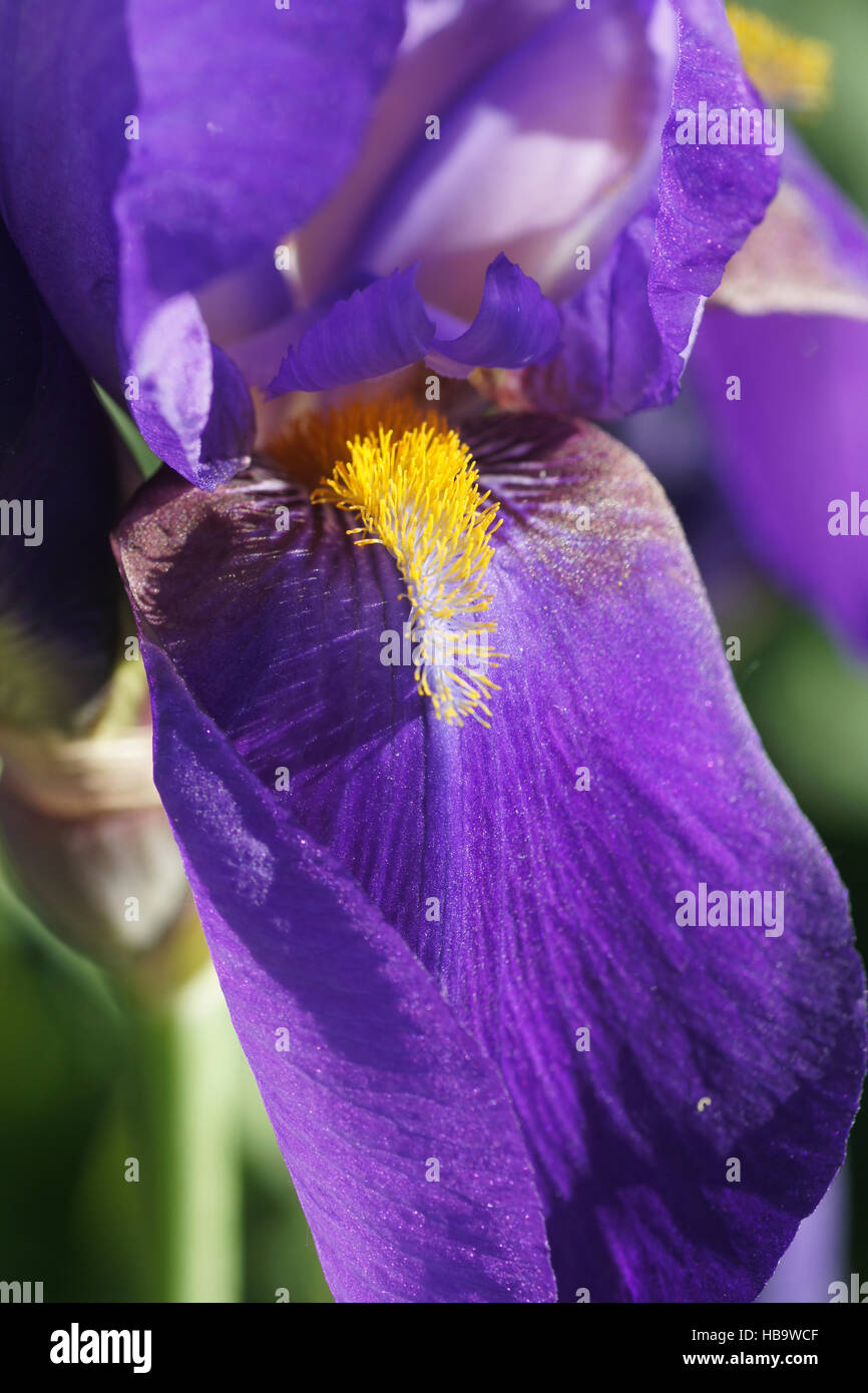 Iris germanica, Bearded iris Stock Photo - Alamy