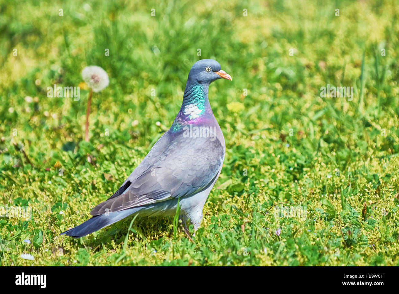 Common plot hi-res stock photography and images - Alamy