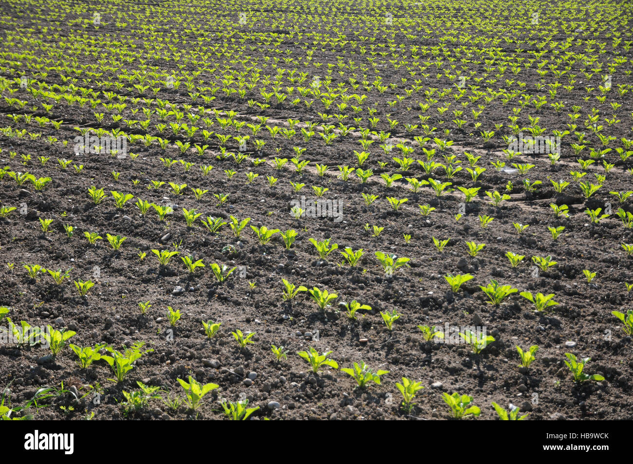 Sugar beet seed hi-res stock photography and images - Alamy