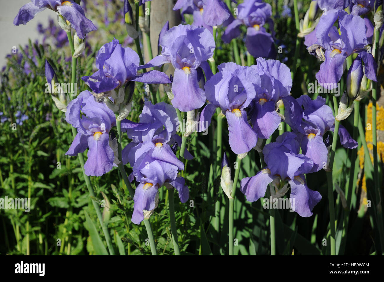Iris germanica, Bearded iris Stock Photo - Alamy