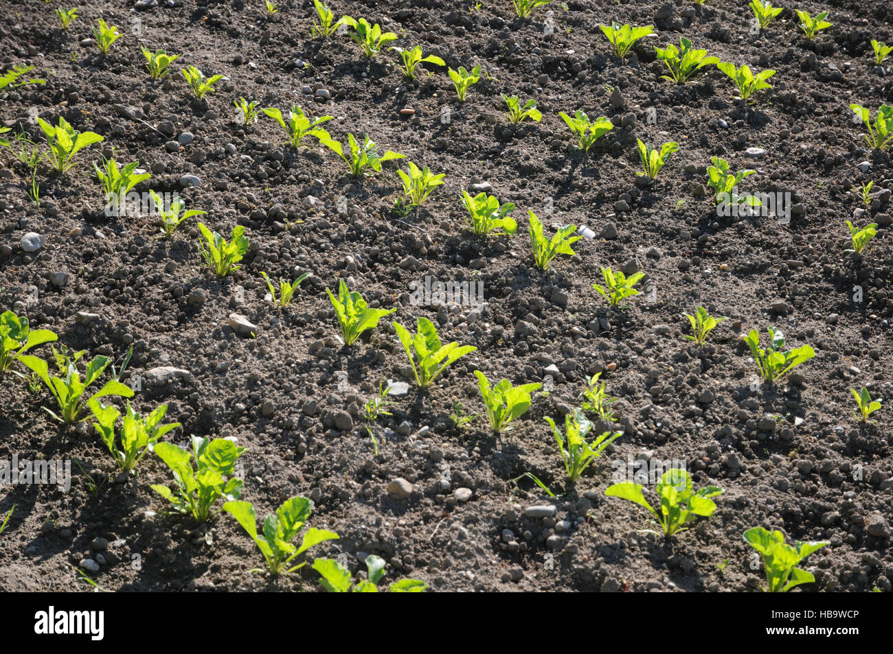 Beta vulgaris, Sugar beet, seeds Stock Photo - Alamy