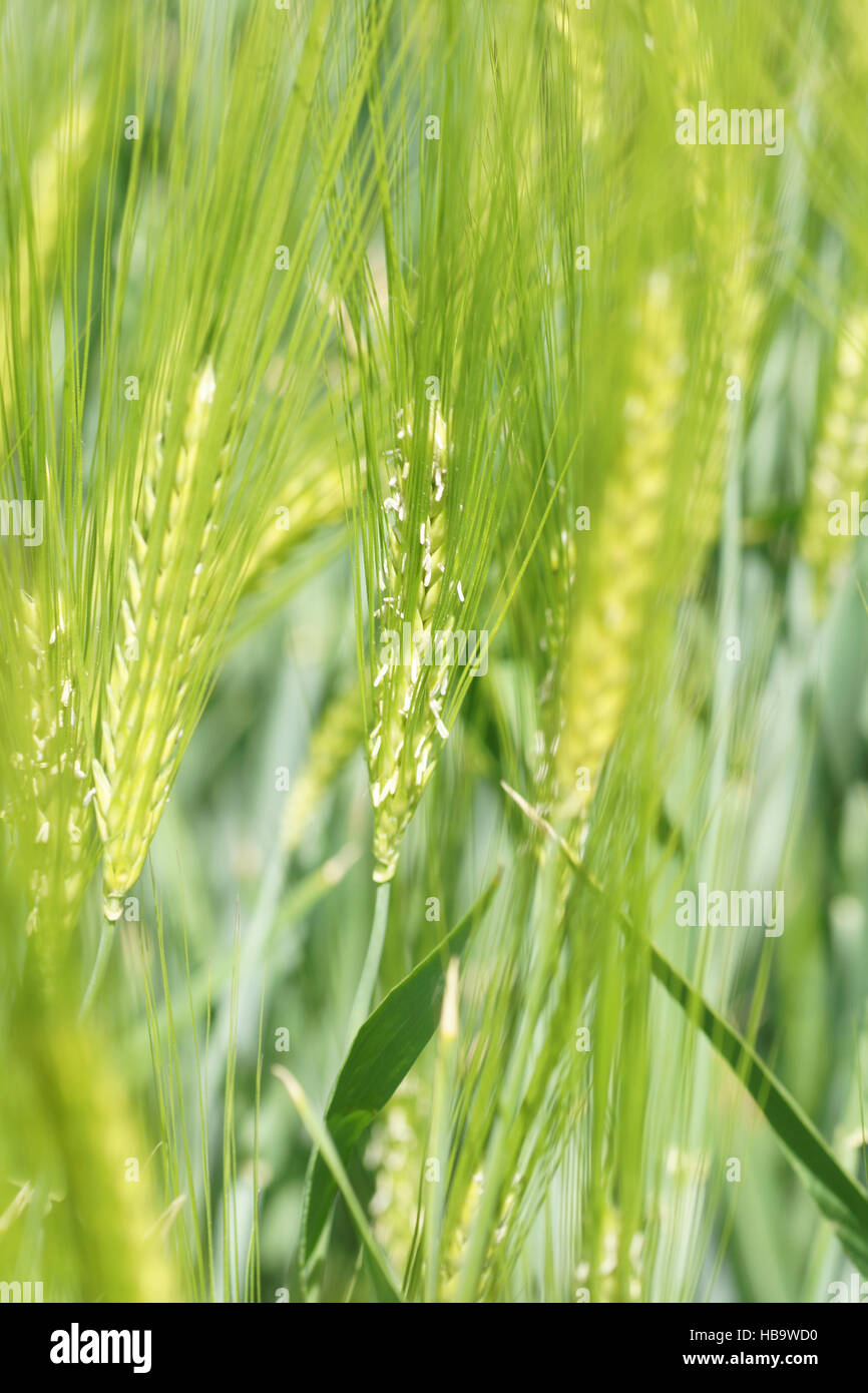 Hordeum vulgare hi-res stock photography and images - Alamy