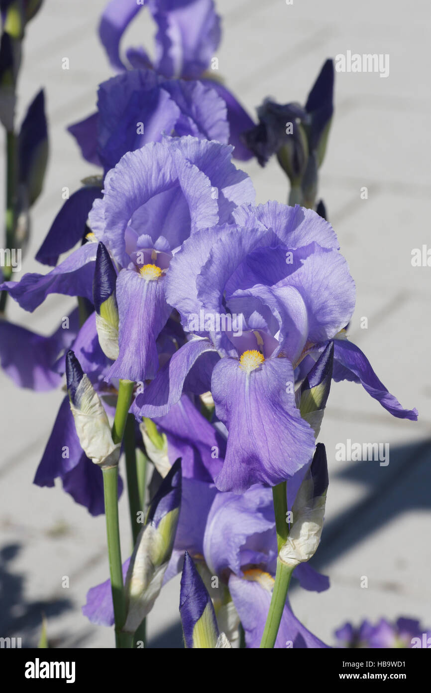 Iris germanica, Bearded iris Stock Photo - Alamy